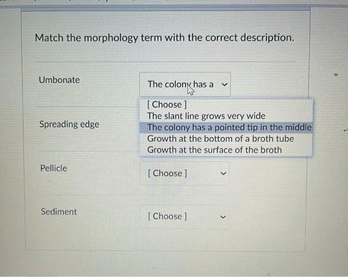 Solved Match the morphology term with the correct | Chegg.com