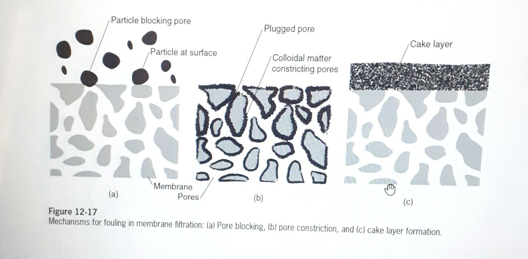 Solved Particle blocking pore Plugged pore Cake layer | Chegg.com