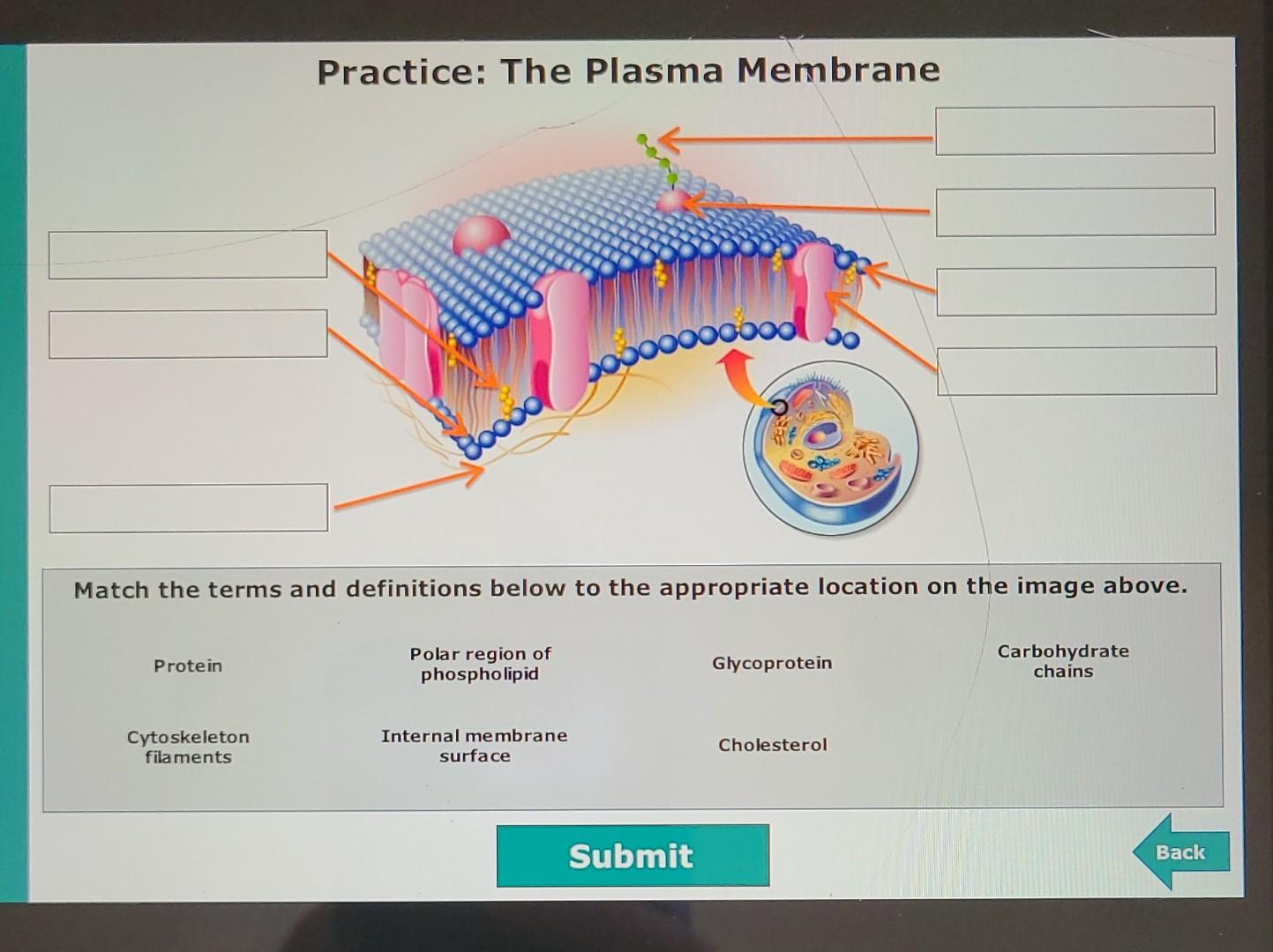 Solved Match the terms and definitions below to the | Chegg.com