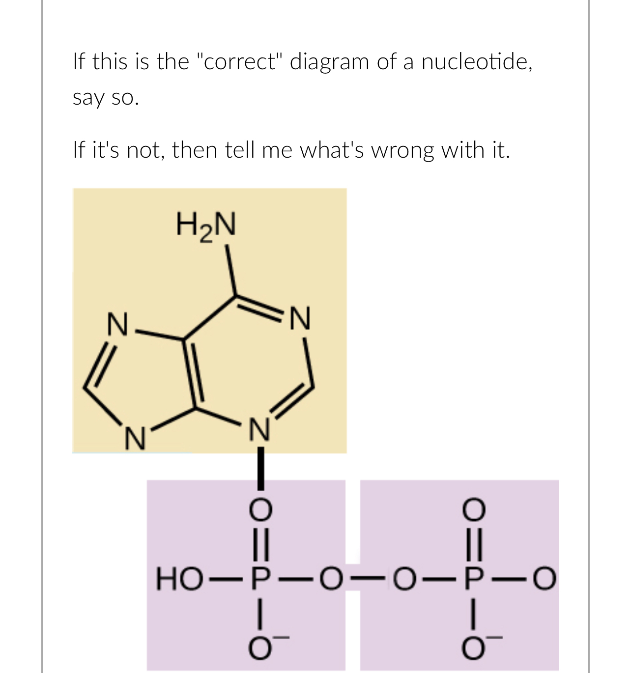 Solved If this is the "correct" diagram of a nucleotide, say | Chegg.com