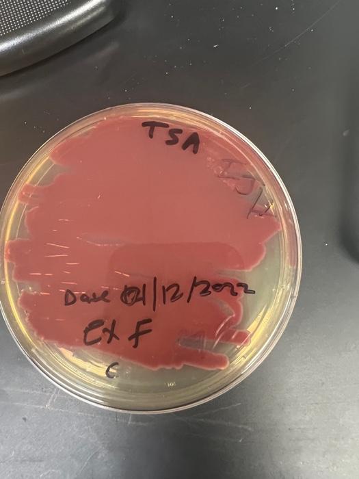 5. Complete the chart below. Experiment Predicted | Chegg.com