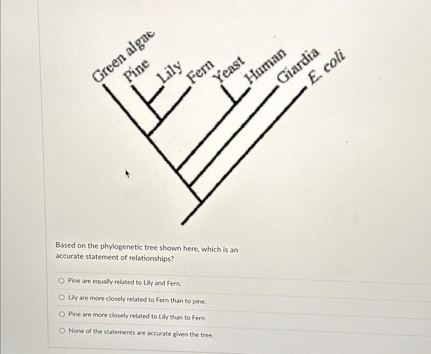 Solved Based On The Phylogenetic Tree Shown Here Which Is 