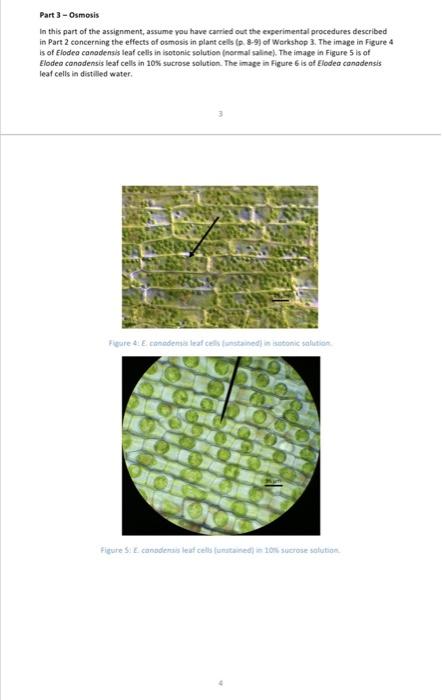 Part 3 - Osmosis In this part of the assignment, | Chegg.com