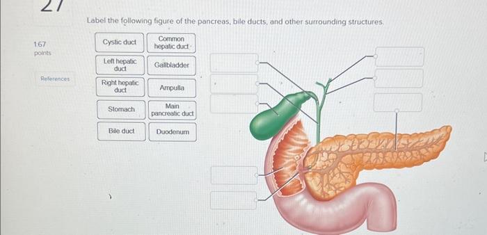 Solved Label the following figure of the pancreas, bile | Chegg.com