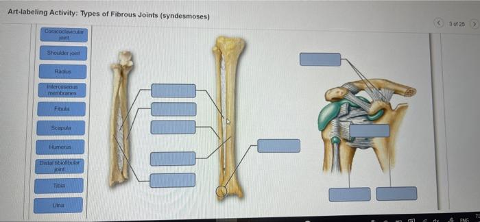 Solved Art-labeling Activity: Types of Fibrous Joints | Chegg.com