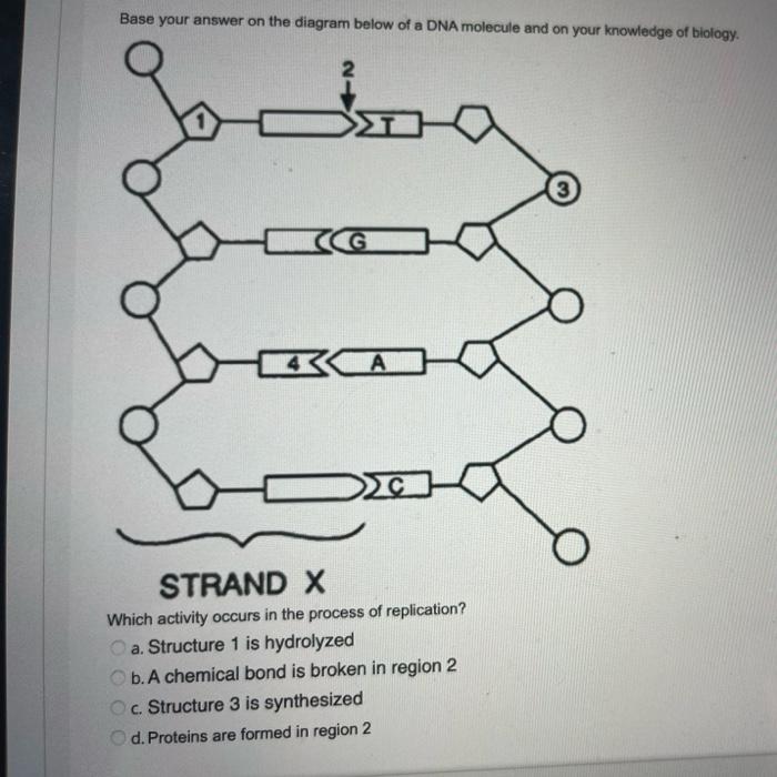 Solved Base your answer on the diagram below of a DNA | Chegg.com