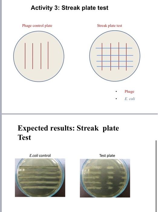 Solved Phage Activity 1: Broth Test Take three 5 ml TSB | Chegg.com