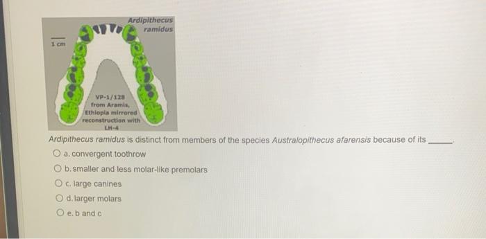 Solved Ardipithecus ramidus 1 cm VP-1/120 from Aramis, | Chegg.com