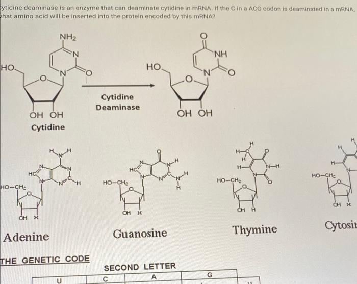 Solved tytidine deaminase is an enzyme that can deaminate | Chegg.com
