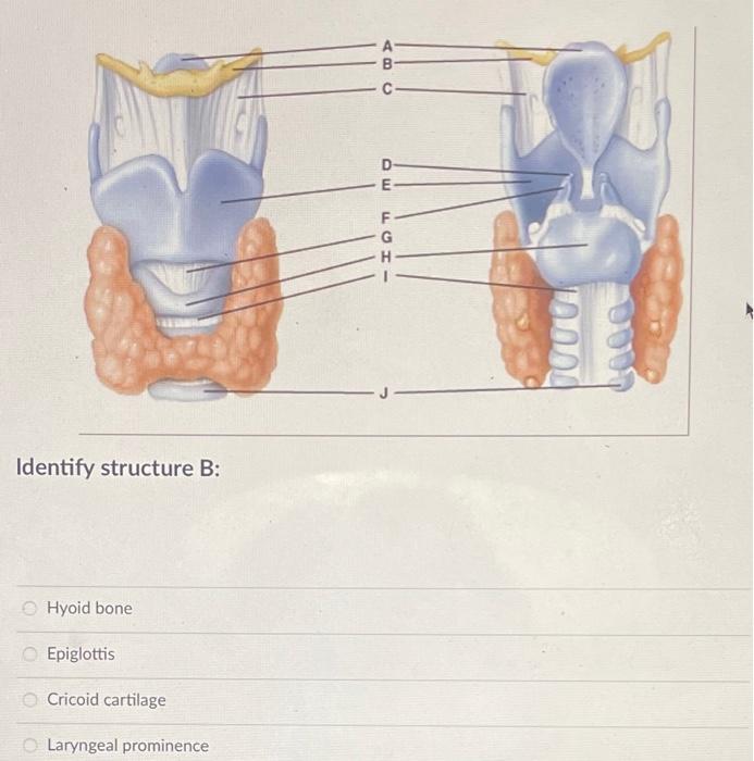 Solved Identify: thyroid cartilage cricoid cartilage trachea | Chegg.com