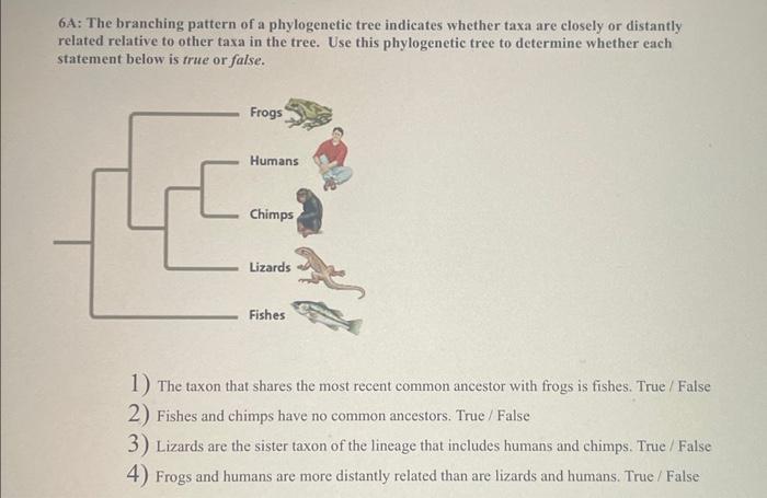 Solved 6A: The branching pattern of a phylogenetic tree | Chegg.com