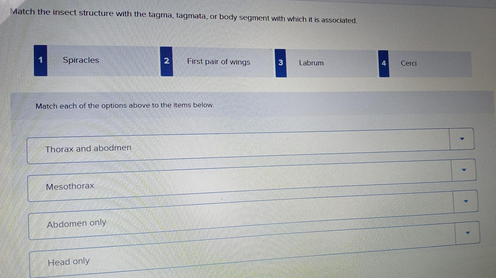 Match the insect structure with the tagma, tagmata, | Chegg.com