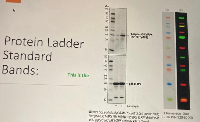 Solved 1) Summarize what experiment purpose, what we did \& | Chegg.com