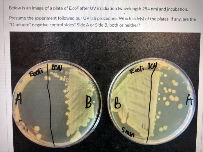 Solved Below is an image of a plate of E.coli after UV | Chegg.com