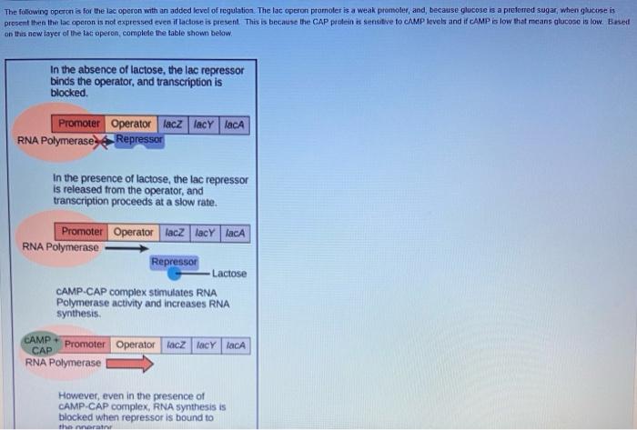 Solved The following operons for the lac operon with an | Chegg.com