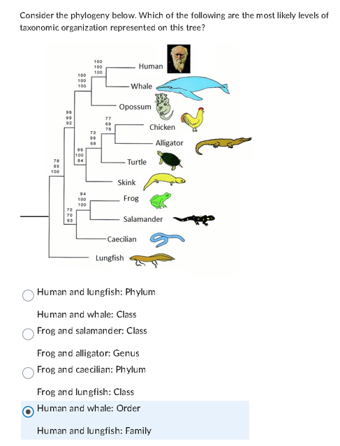 Solved Consider the phylogeny below. Which of the following | Chegg.com