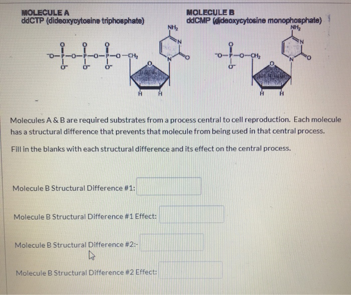 Solved MOLECULE A ddCTP (dideoxycytosine triphosphate) | Chegg.com