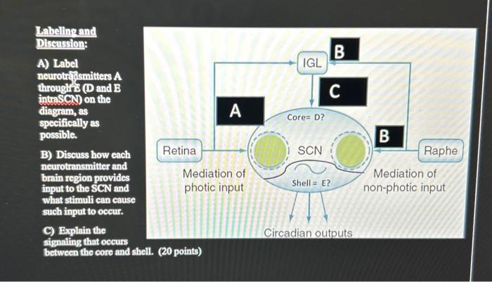 Solved Ghallingend Disenssion: A) Label neurotr:fismitters A | Chegg.com