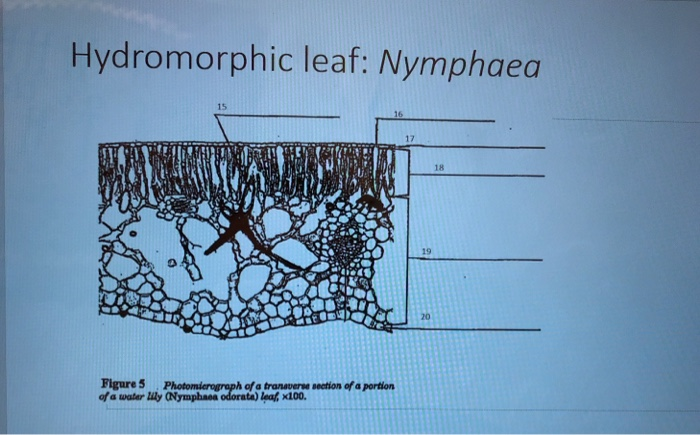 Solved Hydromorphic leaf: Nymphaea 15 16 17 18 19 20 Figure | Chegg.com