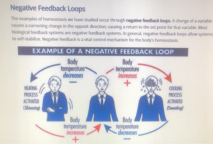 Solved Negative Feedback Loops The examples of homeostasis | Chegg.com