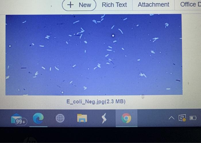 Solved Negative stain slides: You will see the name of the | Chegg.com