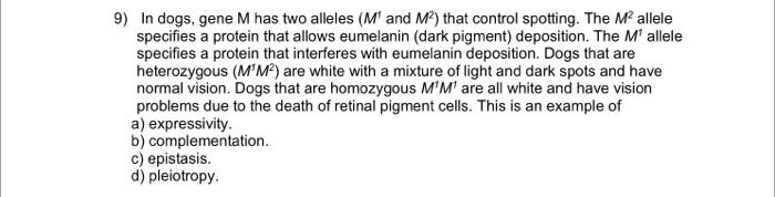 Solved 9) In dogs, gene M has two alleles (M† and M2) that | Chegg.com