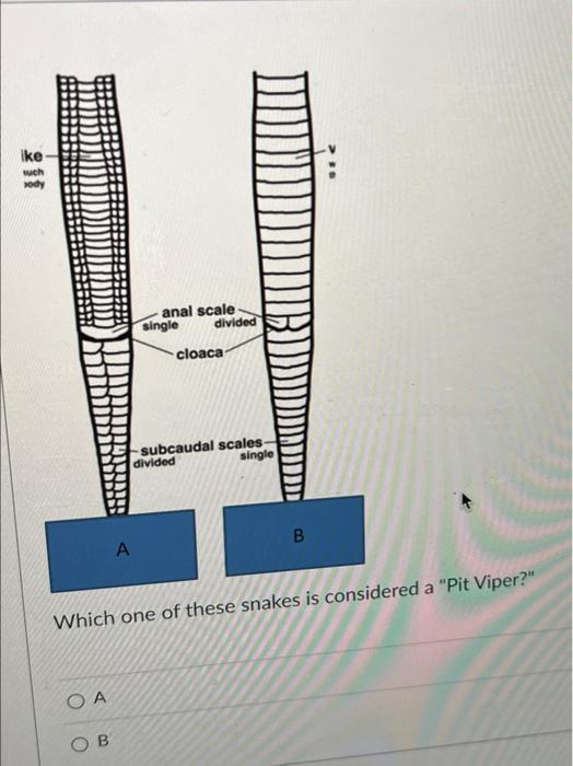 Solved ike wch ody anal scale single divided cloaca | Chegg.com