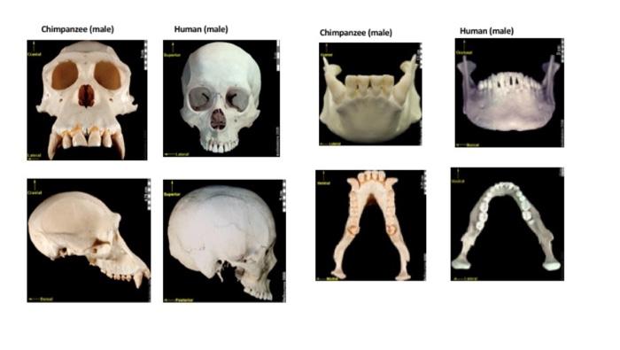 Closely look at the the imagesbelow and list | Chegg.com