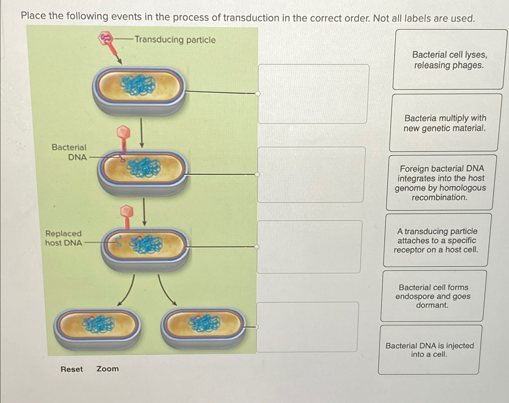 Solved Place the following events in the process of | Chegg.com