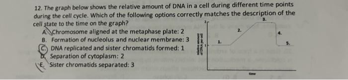 Solved 12. The graph below shows the relative amount of DNA | Chegg.com