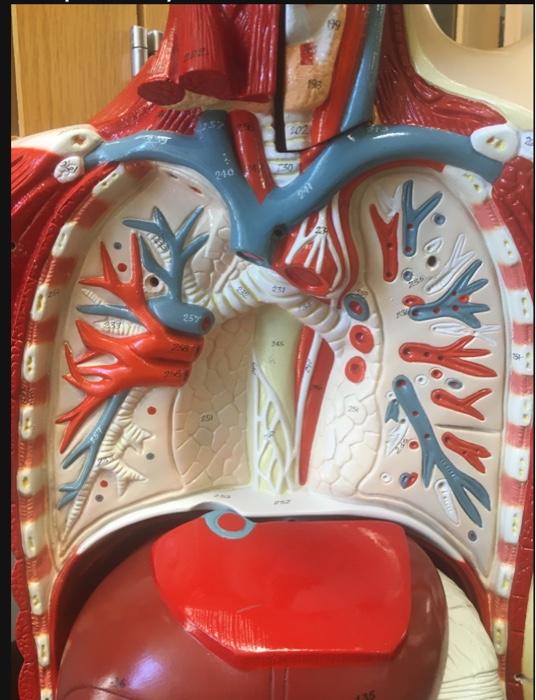 Solved please label structures of respiratory system | Chegg.com