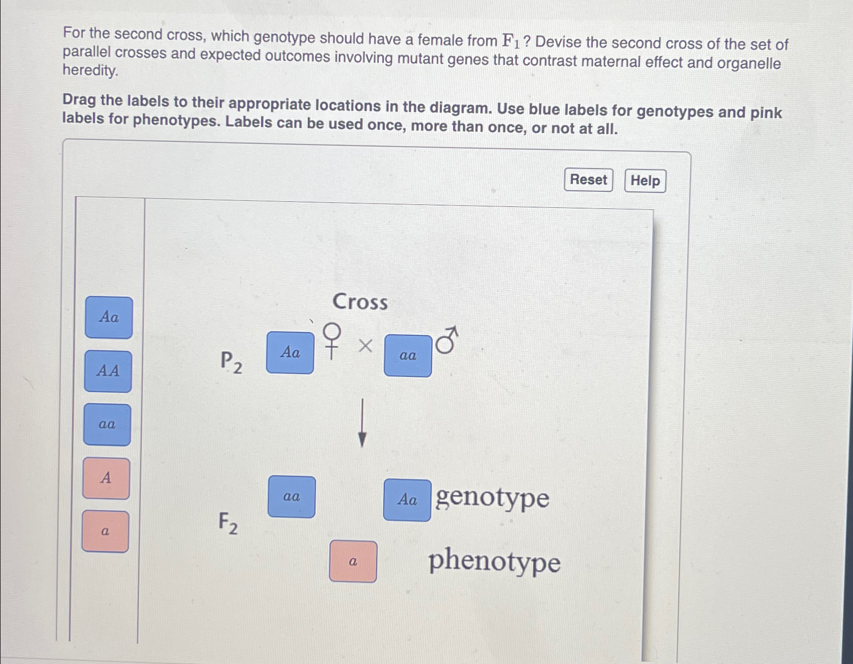 Solved For the second cross, which genotype should have a | Chegg.com