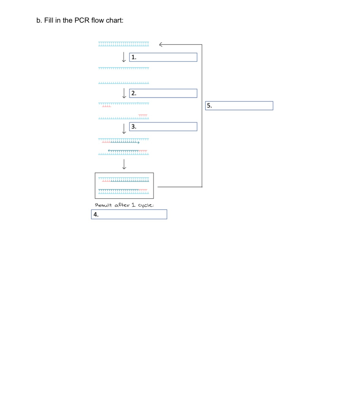 Solved b. ﻿Fill in the PCR flow chart:Result after 1 ﻿cycle: | Chegg.com