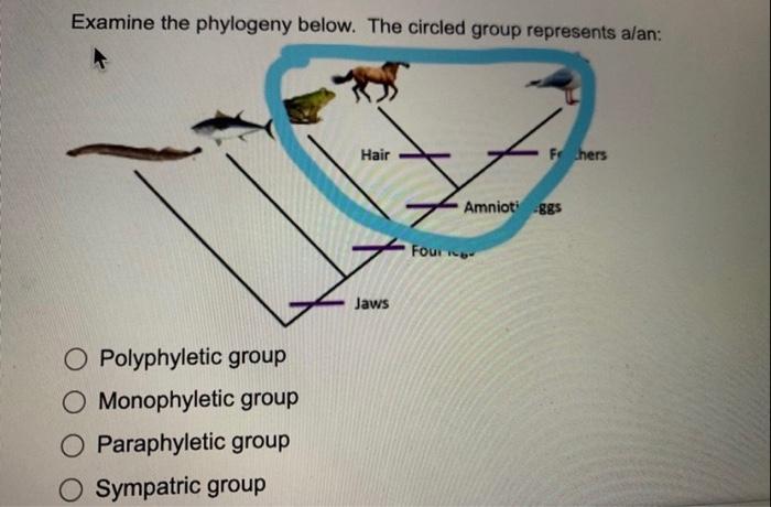 Solved Examine the phylogeny below. Which of the following | Chegg.com