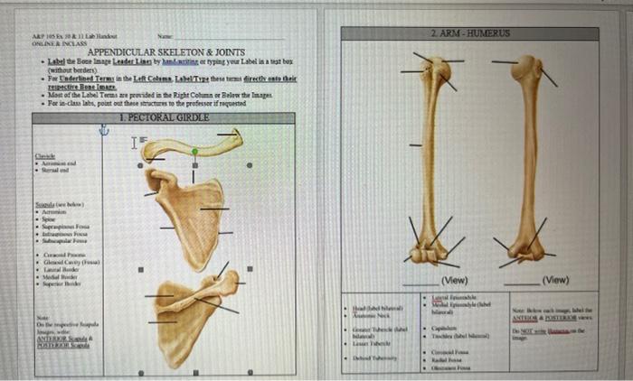 Solved taese chichek ivetuss APPENTICULAR SKEIETON \& JORTS | Chegg.com