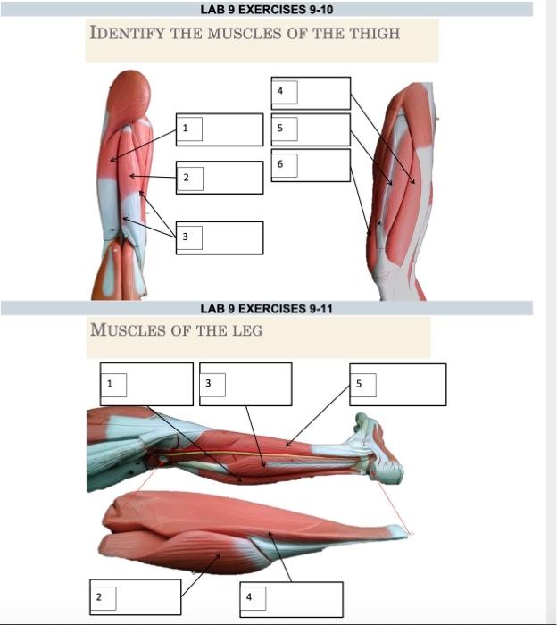 Solved LAB 9 EXERCISES 9-10 IDENTIFY THE MUSCLES OF THE | Chegg.com Solved LAB 9 EXERCISES 9-10 IDENTIFY THE MUSCLES OF THE | Chegg.com