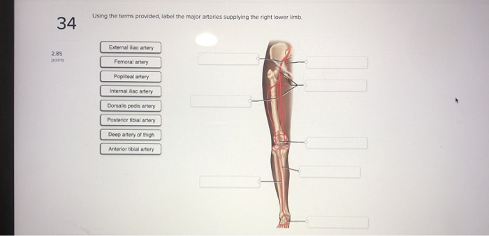 Solved Which of the following arteries is a direct branch of | Chegg.com