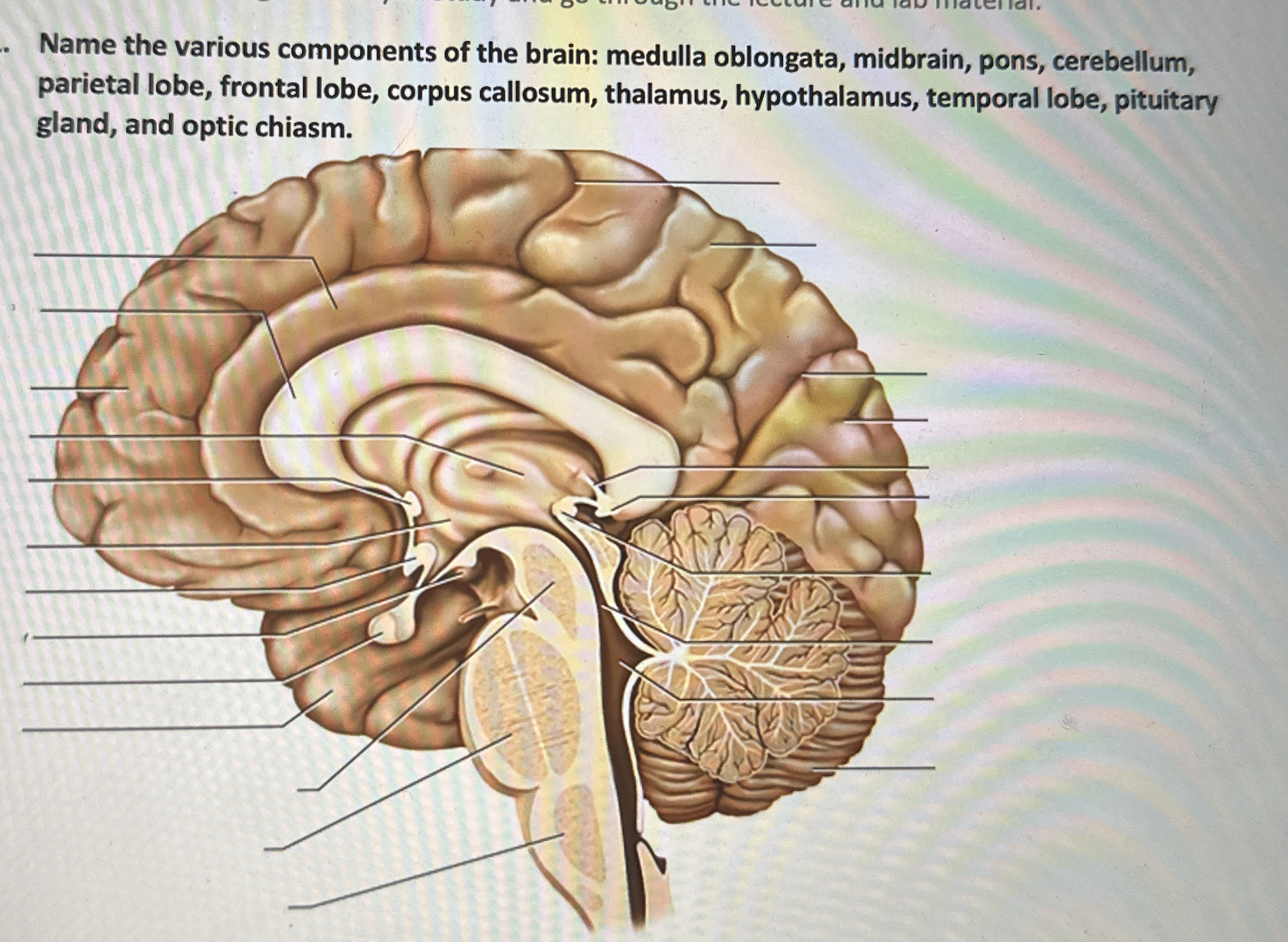 Solved Name the various components of the brain: medulla | Chegg.com