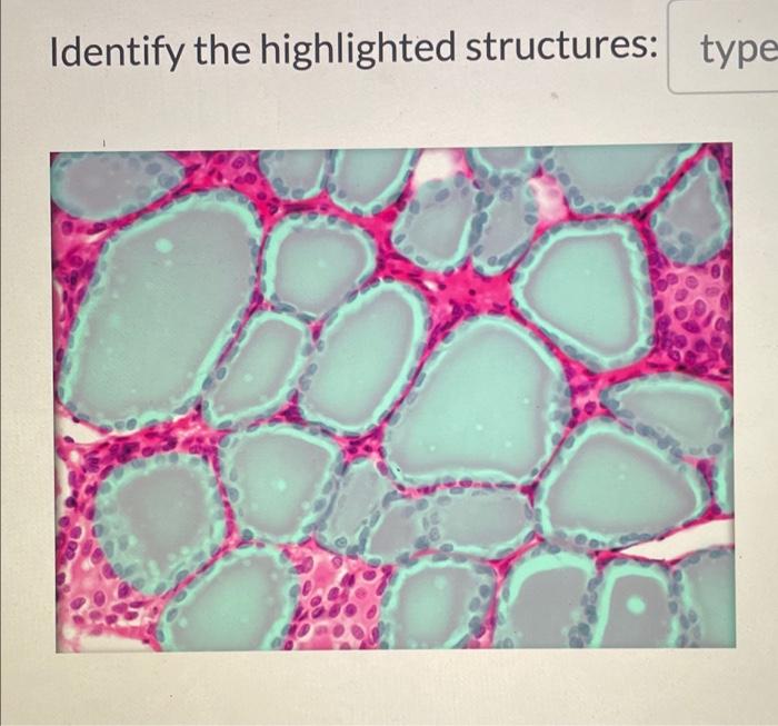 Solved Identify the highlighted structures: | Chegg.com