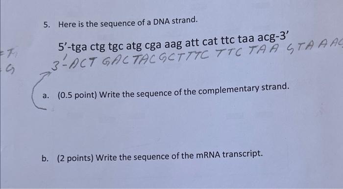 Solved 5. Here is the sequence of a DNA strand. 5'-tga ctg | Chegg.com