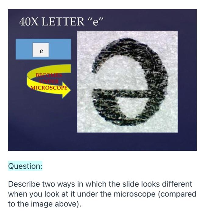 Solved 40X LETTER "e" e BECA MICROSCOPE Question: Describe | Chegg.com