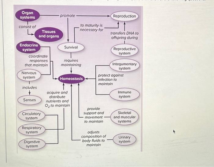 Solved Endocrine system acts more slowly than the nervous | Chegg.com