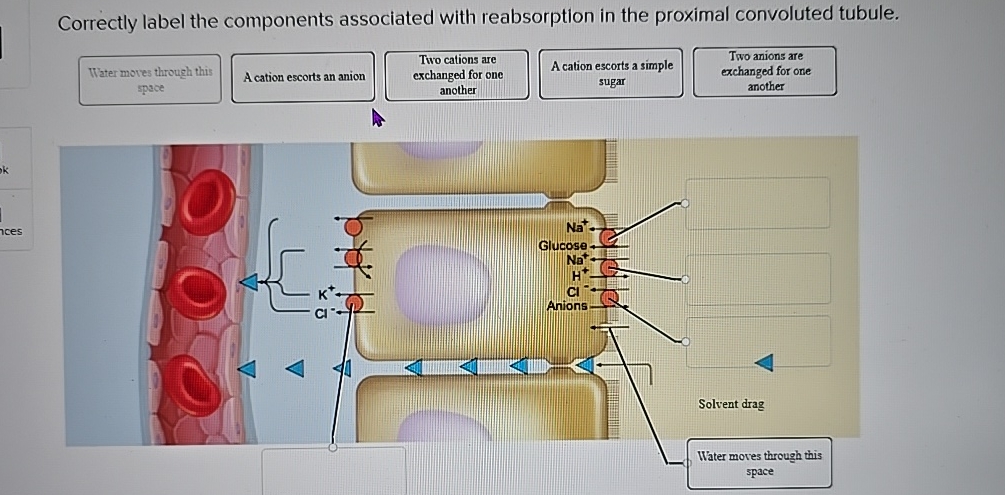 Solved Correctly label the components associated with | Chegg.com