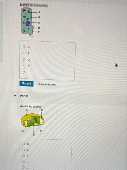 Solved Identify the chloroplast. C A D E B | Chegg.com