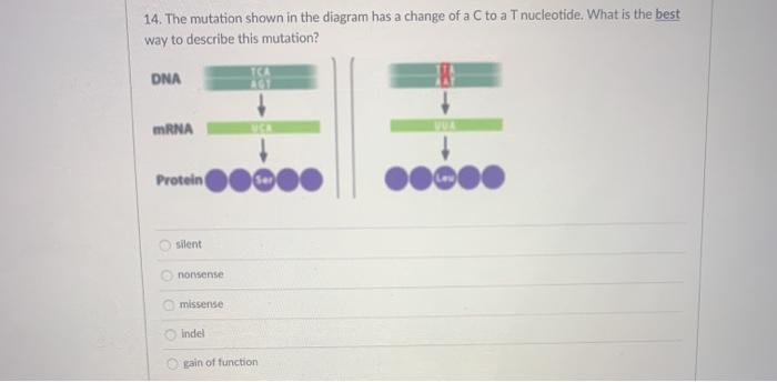 Solved 14. The mutation shown in the diagram has a change of | Chegg.com