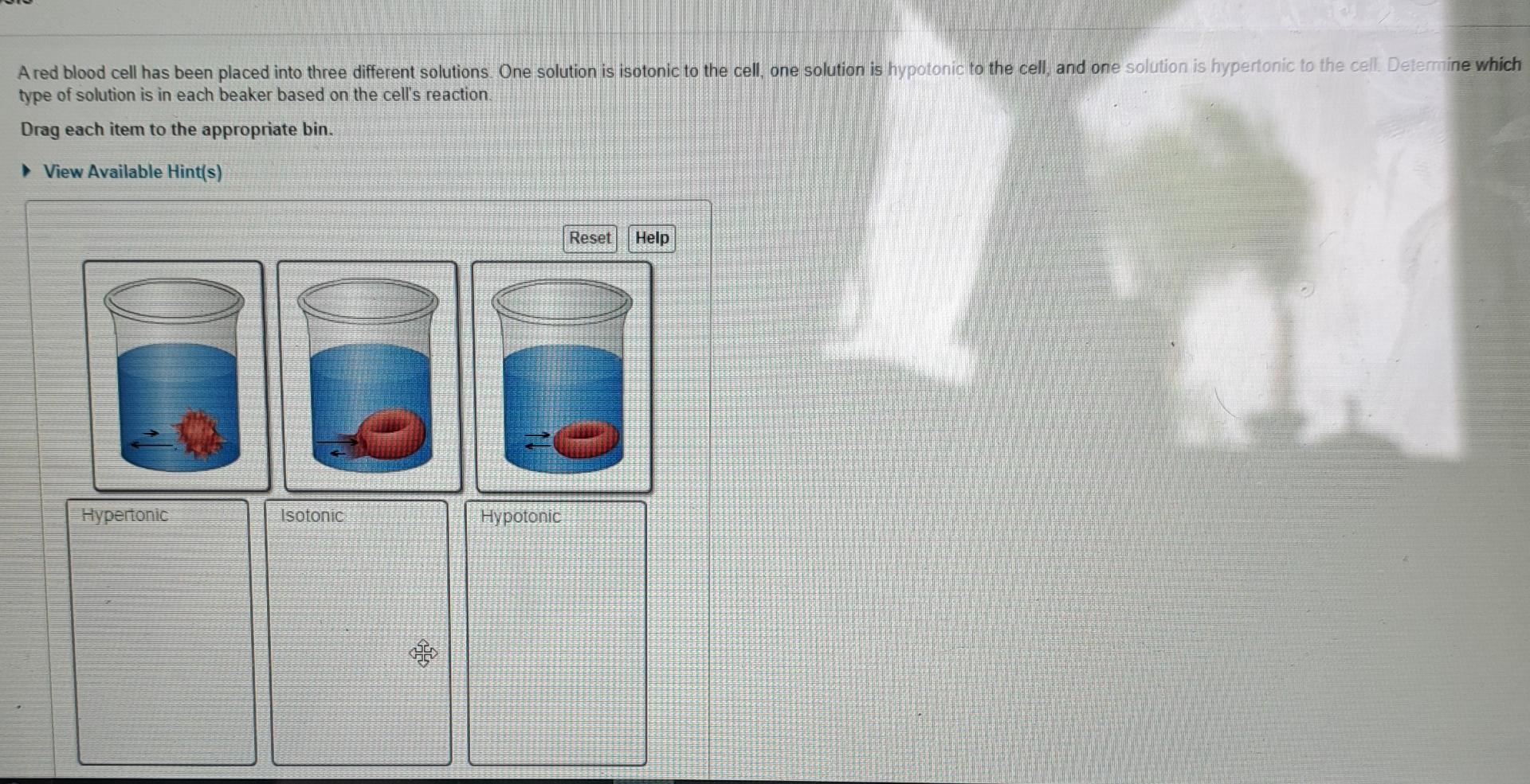 Solved A red blood cell has been placed into three different | Chegg.com