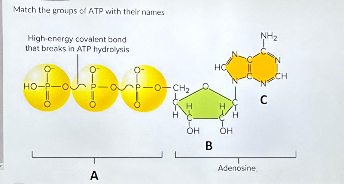 Solved Match the groups of ATP with their namesHigh-energy | Chegg.com