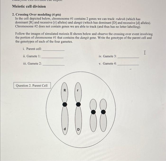 Solved Meiotic cell division 2. Crossing Over modeling (4 | Chegg.com