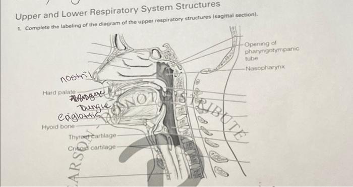 Solved complete the labeling of the diagram of the upper | Chegg.com