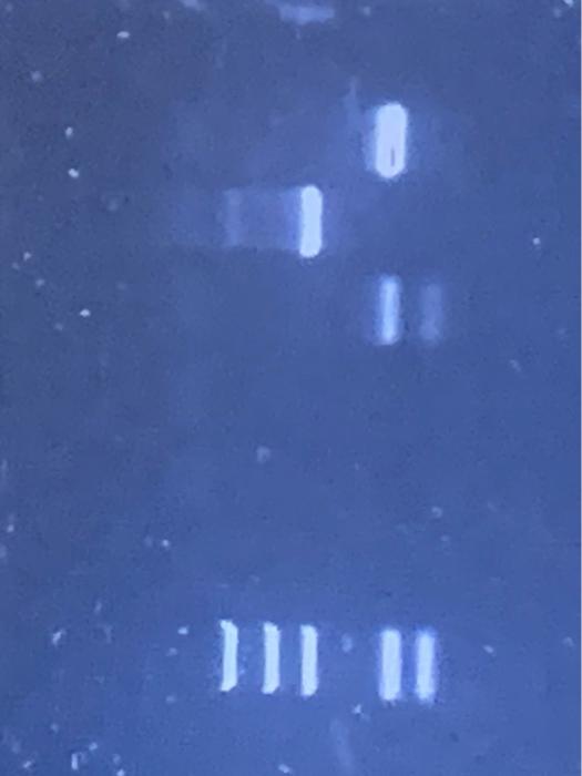 Solved Were your PCRs contaminated? Use gel results to back | Chegg.com